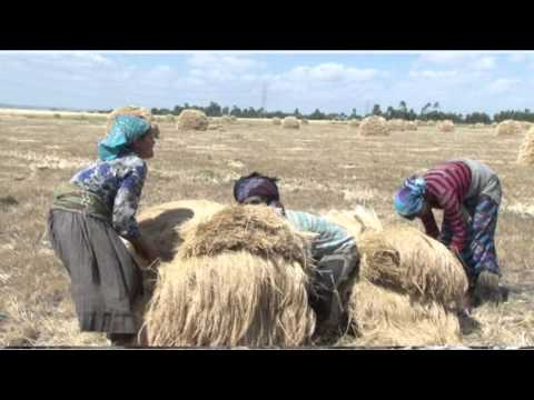 new ethiopian music 2016 abebe yetbarek ( bora) - YouTube