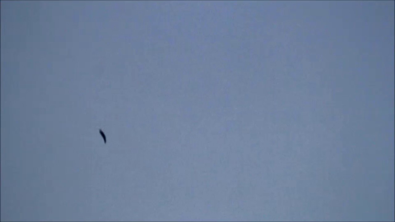 Long tailed bat Ark in the Park - YouTube