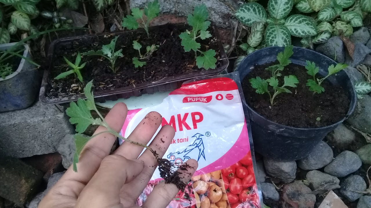 CARA MENANAM BUNGA KRISAN (Pembibitan Krisan/Seruni Dengan Stek Pucuk ...