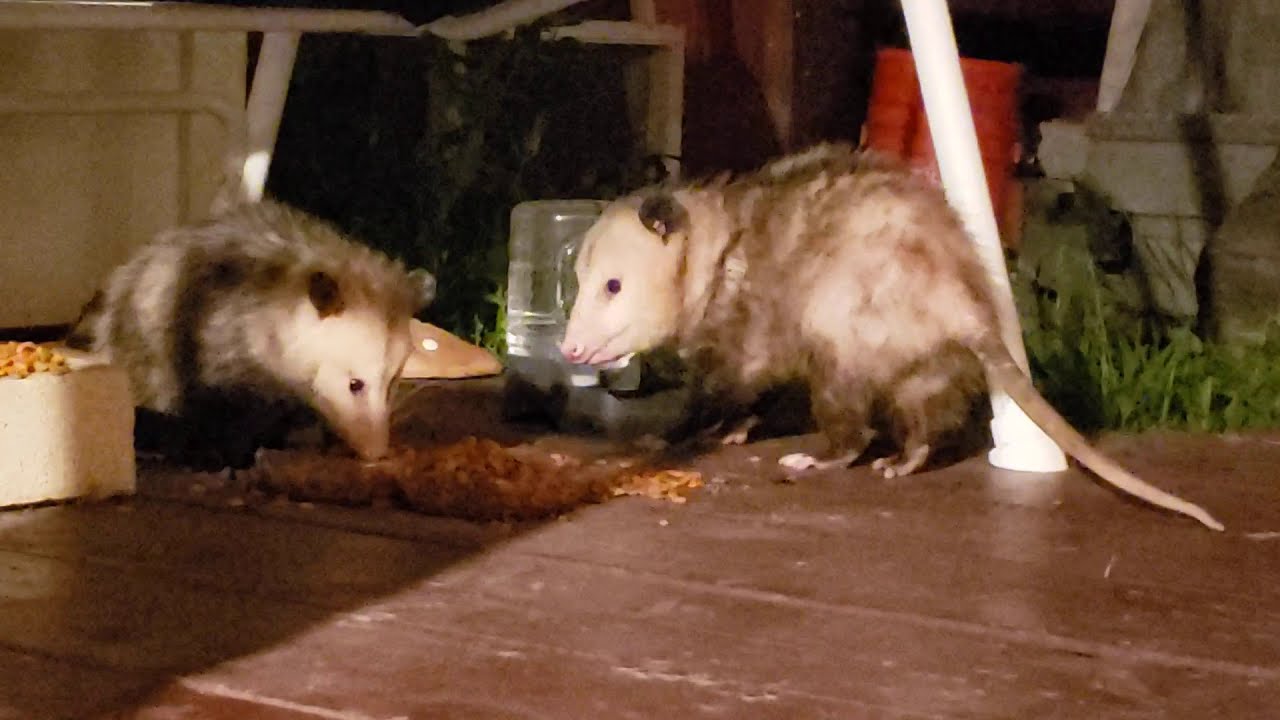 Late Night Opossum Visit! - YouTube