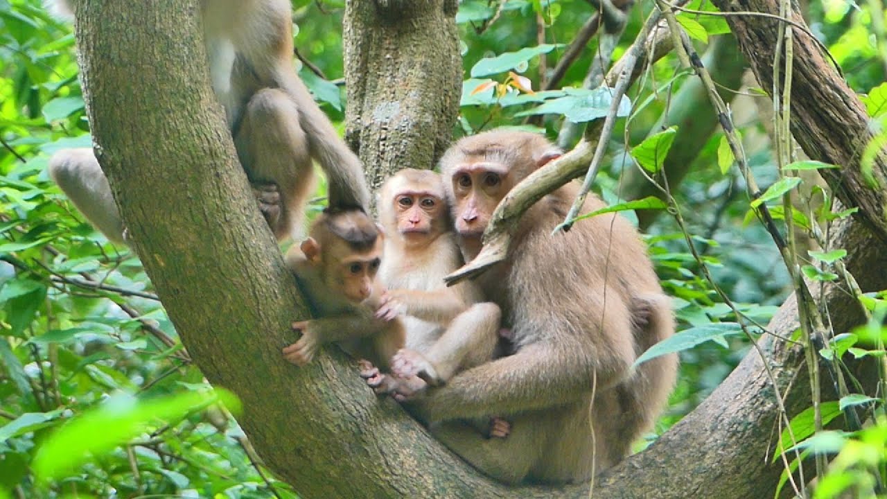 teenager monkey Aroy come to visit baby Floren monkey - YouTube