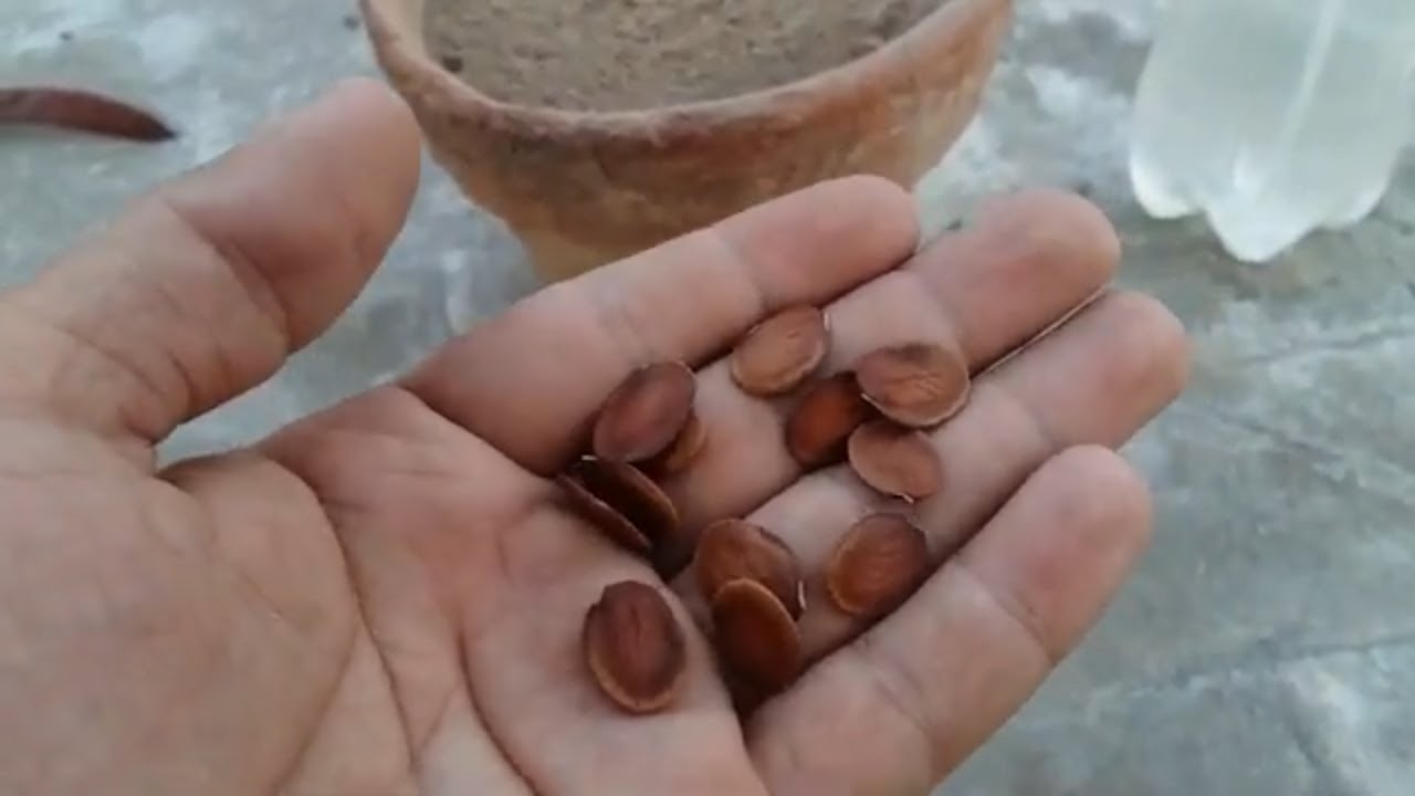 How to Grow Kachnar Tree from Seeds at Home - YouTube