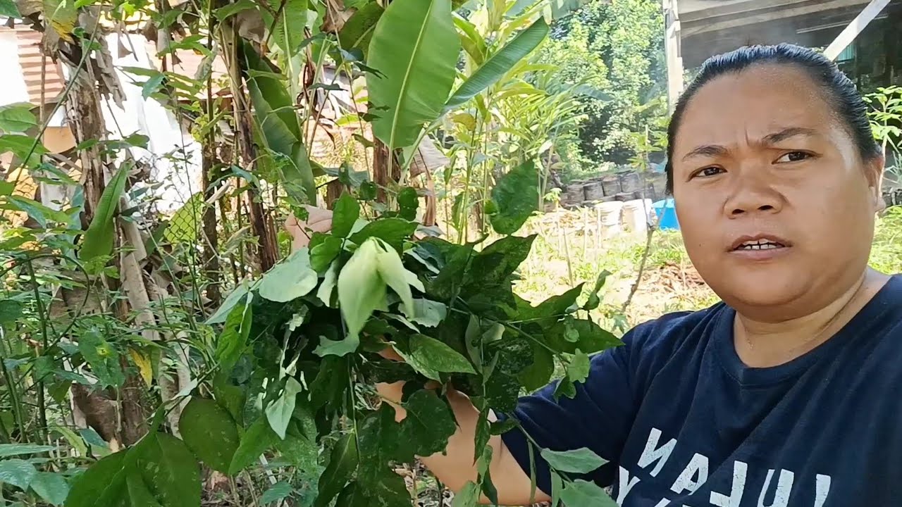 REZEKI CARI SAYUR REBUNG DAN PUCUK CANGKUK MANIS #tontonsampehabis ...