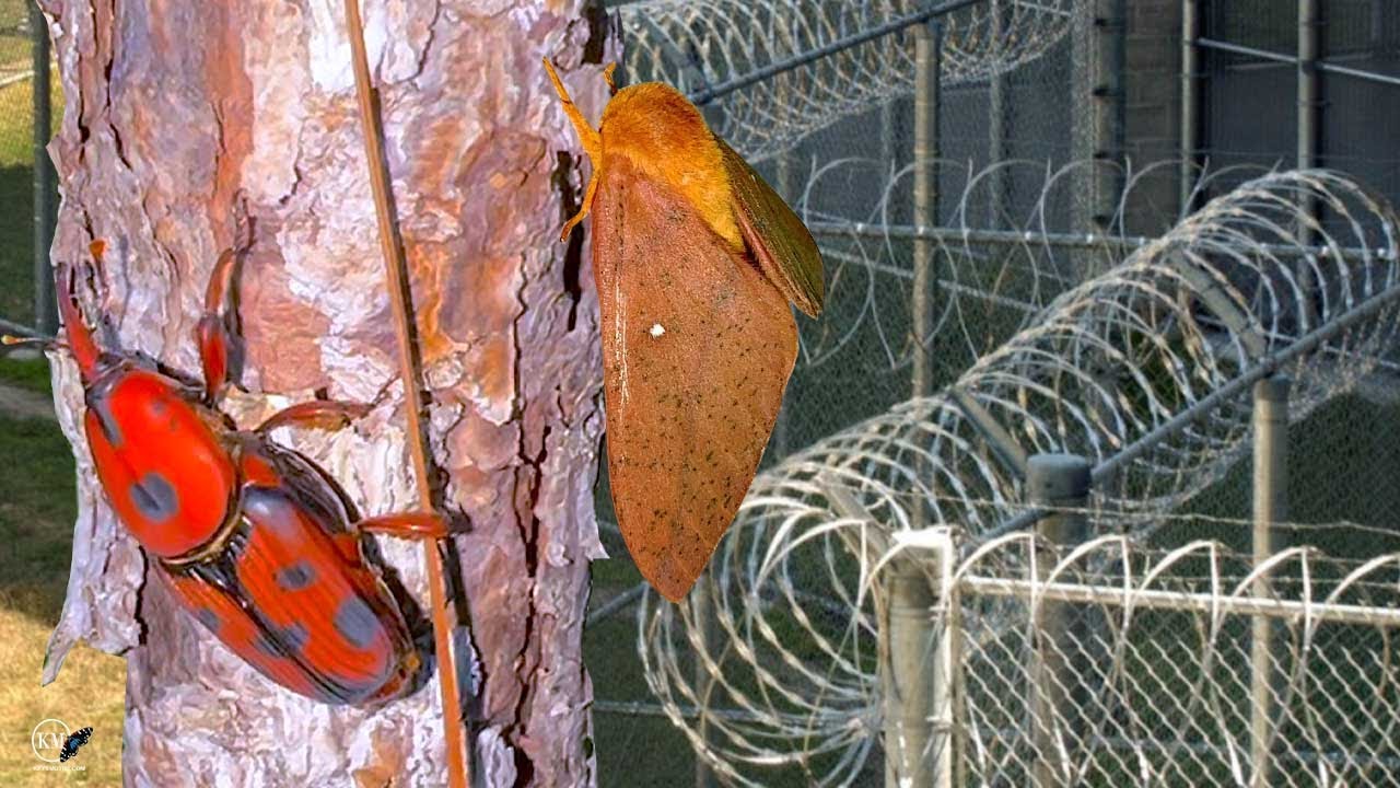 MOTH AND BEETLE HUNTING NEXT TO A FEDERAL PRISON MIAMI DADE COUNTY ...