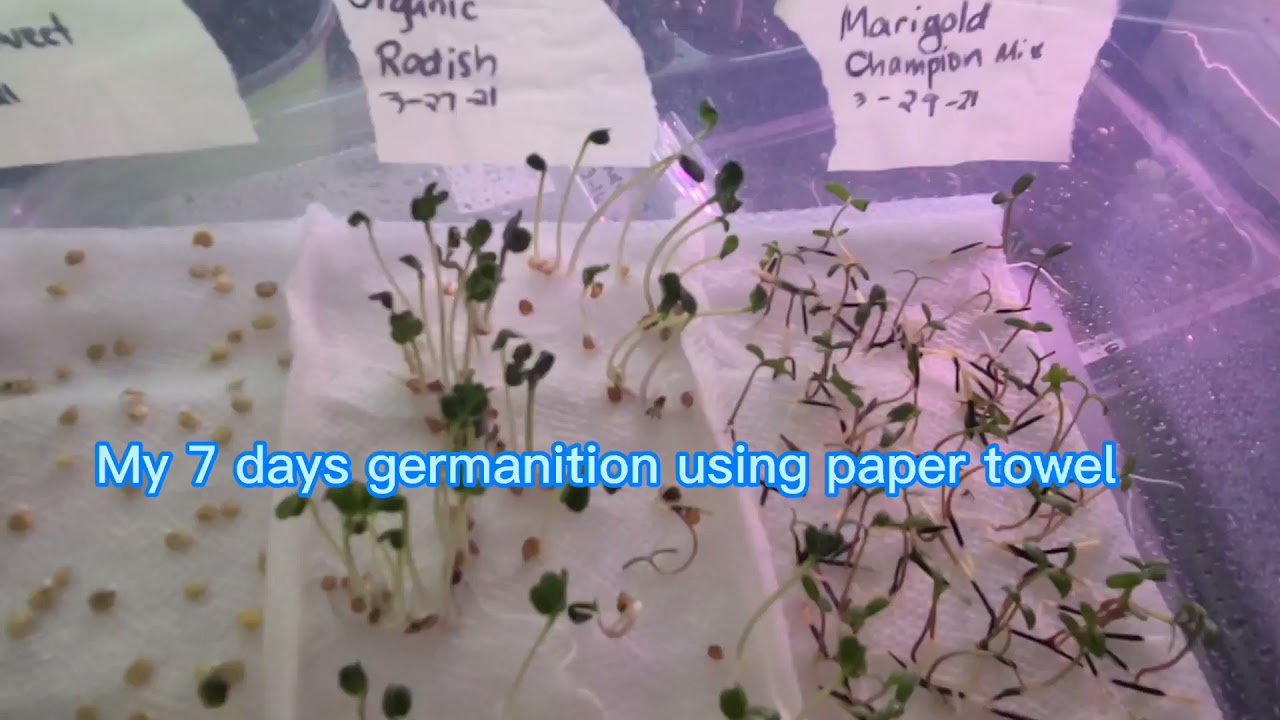 MY 7 DAYS GERMINATION USING PAPER TOWEL /SPRING GARDEN - YouTube