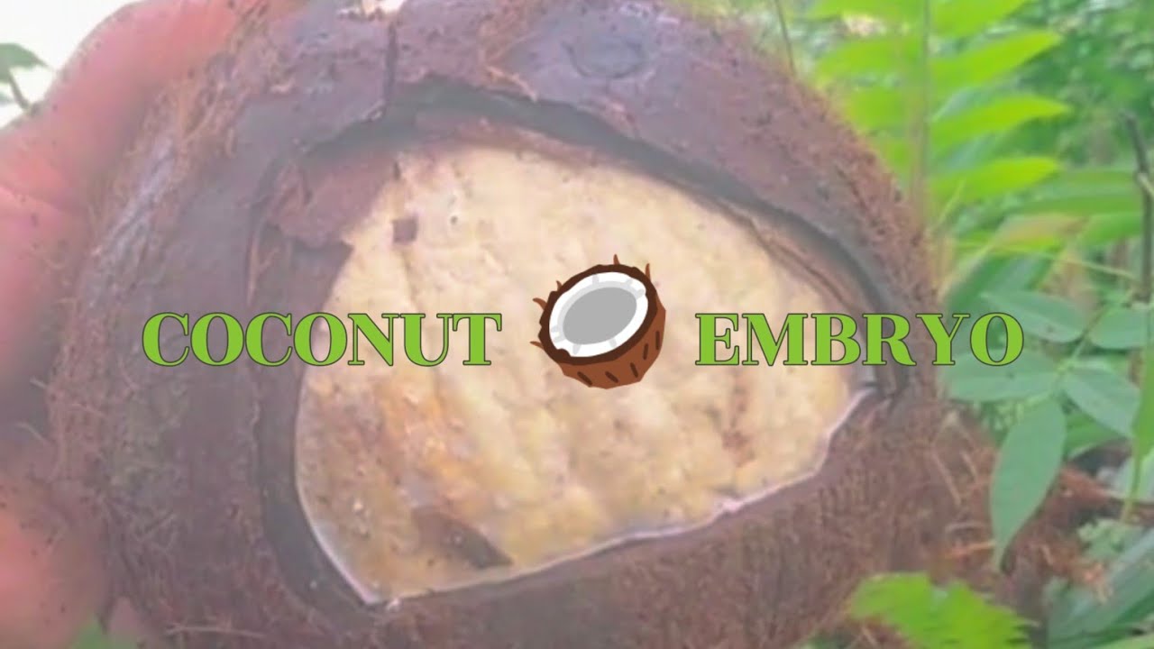 COCONUT 🥥 EMBRYO #plants #coconut #fruit #satisfying #asmr - YouTube