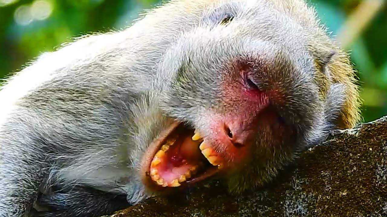 OMG! Jane Monkey Get A Sick So Hurt In Belly To Give A New Baby Birth ...