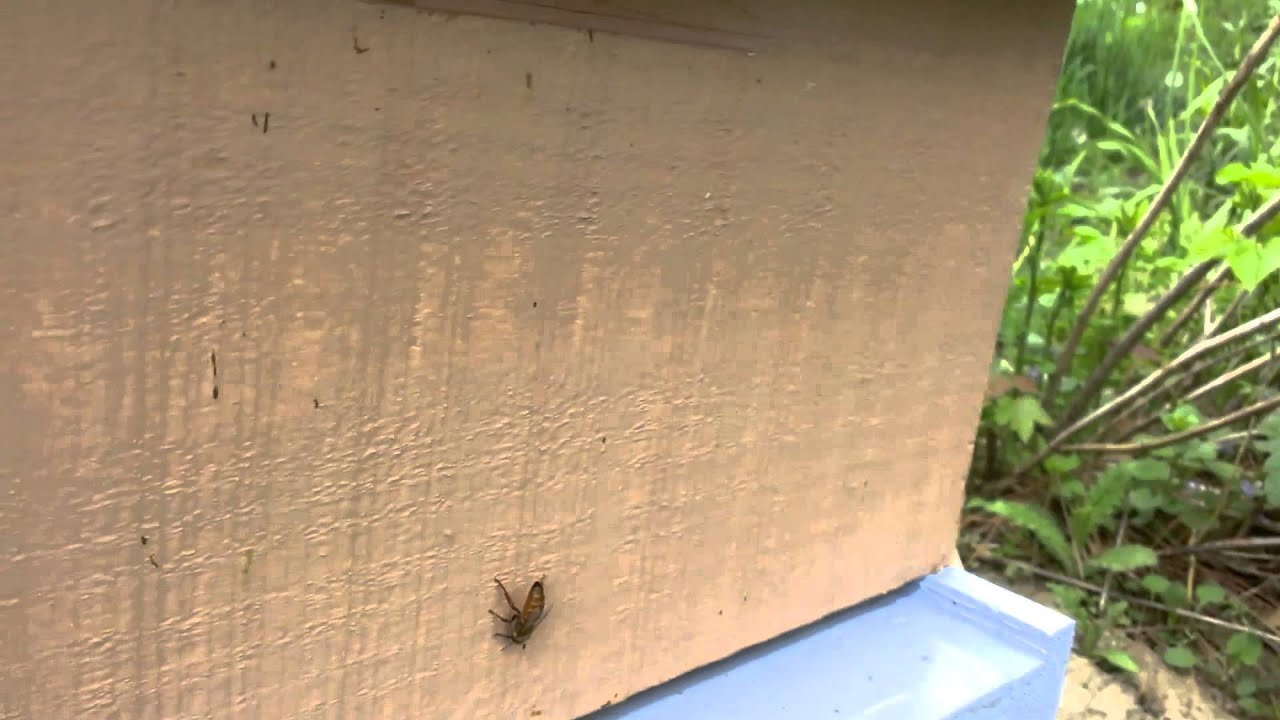Queen Honey Bees Take The Fight Outside - YouTube