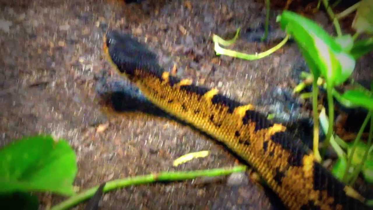 Black-Headed Bushmaster (Lachesis melanocephala) - YouTube