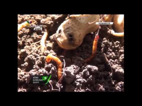 Yer Fıstığı Yetiştiriciliği - Yer Fıstığında (Arachis hypogaea) Zirai Mücadele 12. Bölüm