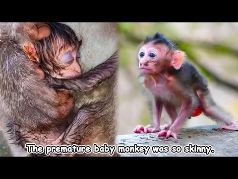 Premature baby monkeys are very weak and thin. The mother monkey needs to take good care of them.