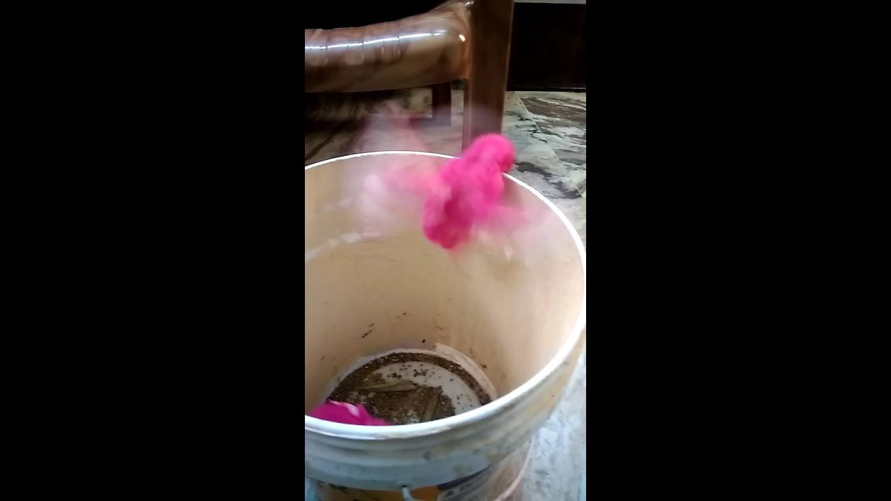 Baby chicken trying to fly for first time!!!!!!!! - YouTube