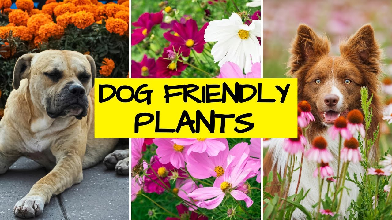 Dog-Safe (nontoxic) Plants for Cottage Gardens - YouTube