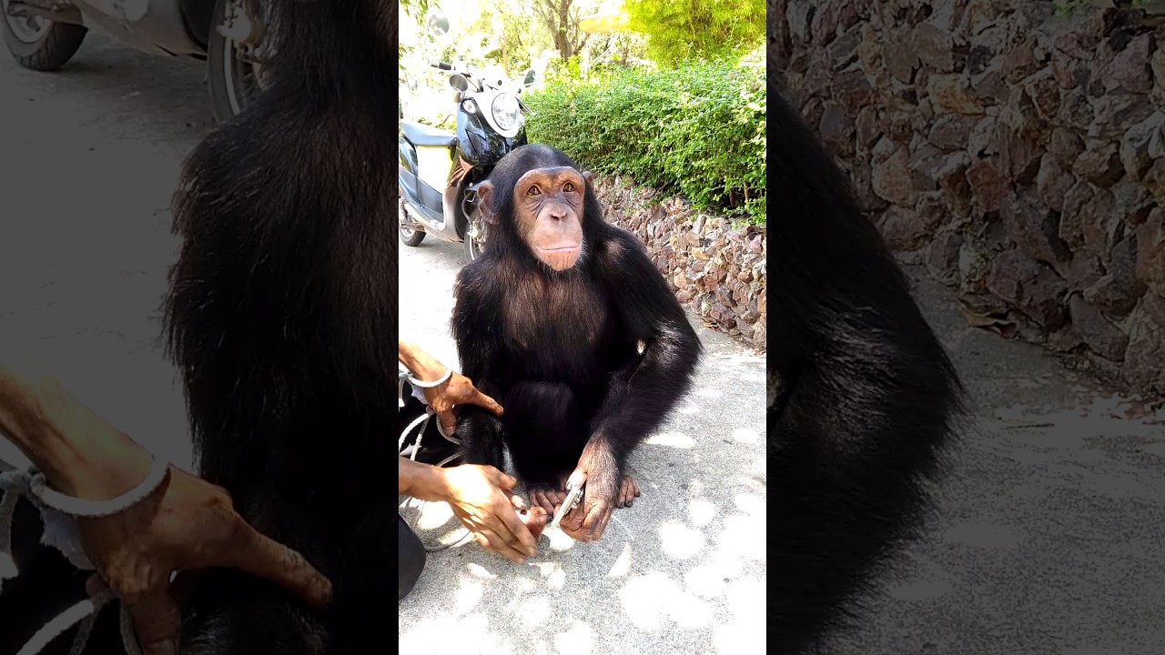 Monkey shoot Thailand, Money chimpanzee film shoot thailand - YouTube
