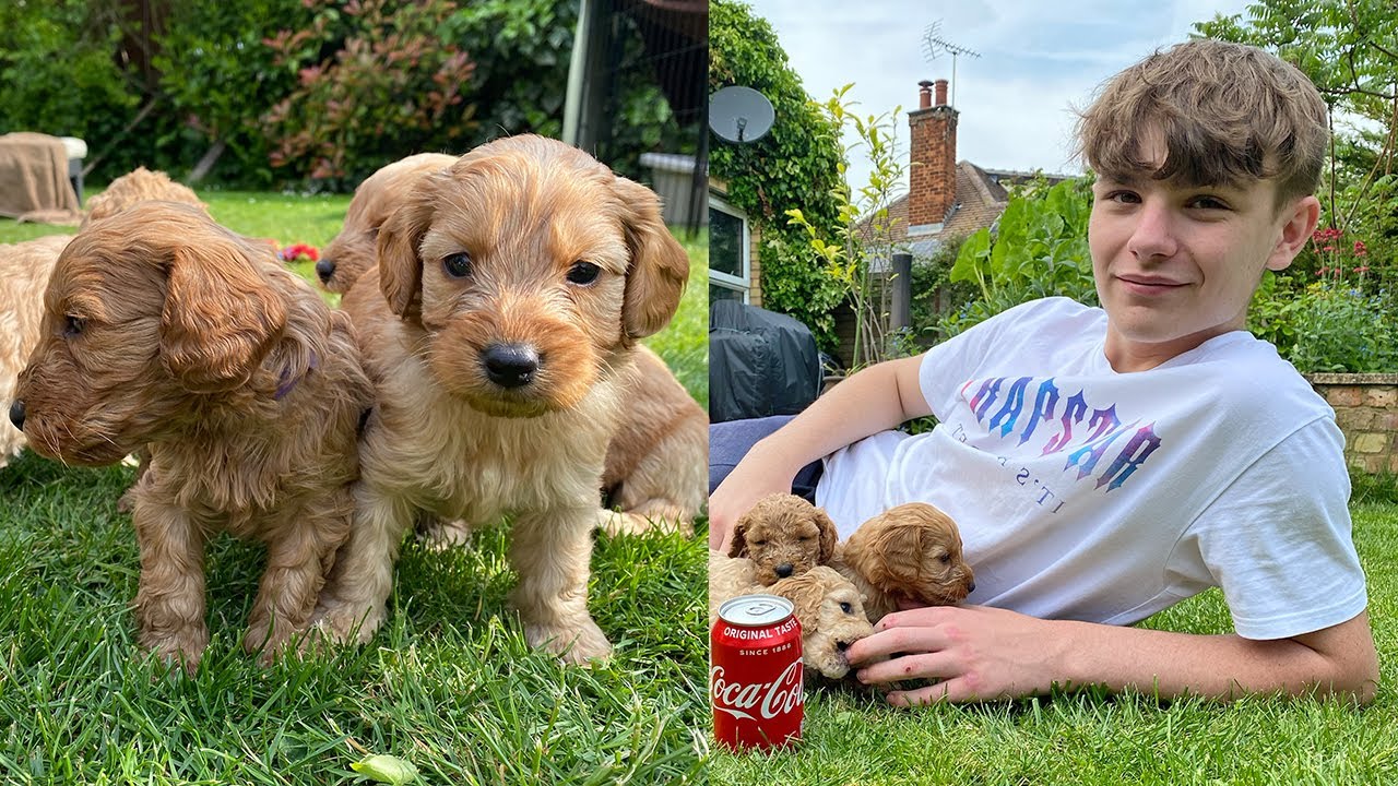 A DAY IN THE LIFE OF 7 PUPPIES! - YouTube