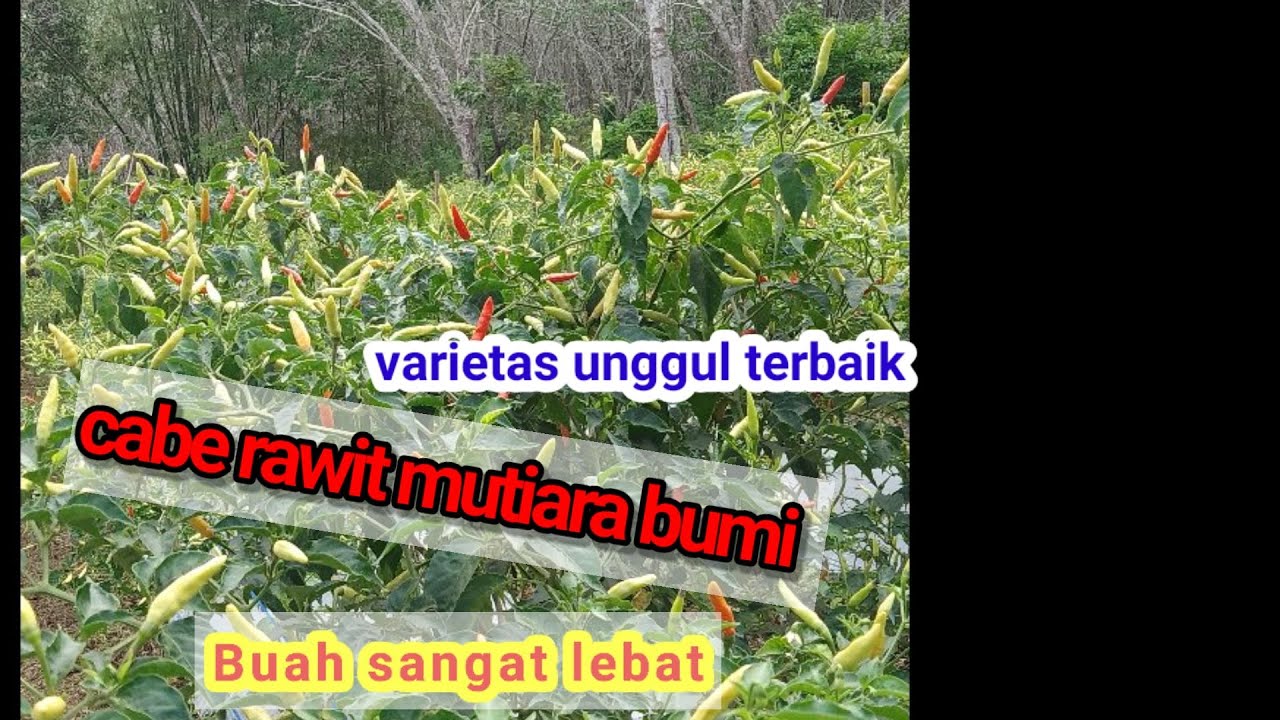 cabe rawit seta super buah lebat sekali - YouTube