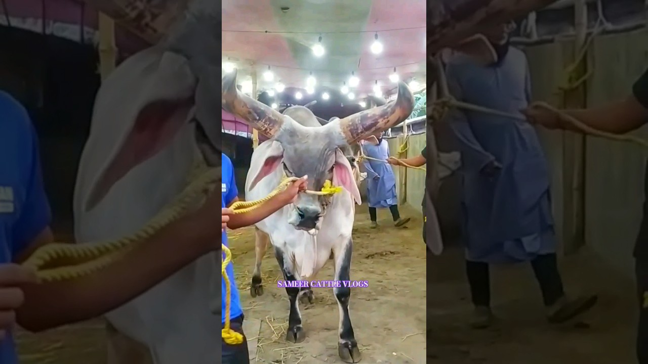VERY AGGRESSIVE KANKAREJ OX FOR SARDAR CATTLE FARM #shrots #viral # ...