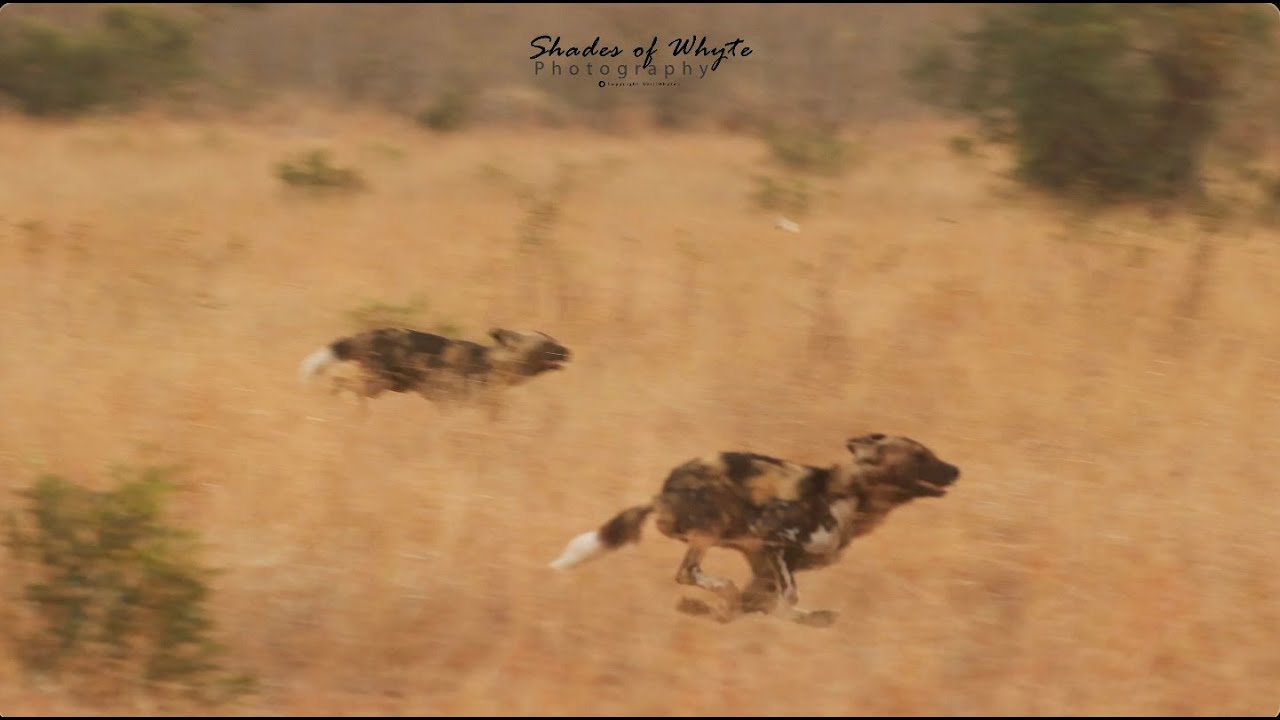 Wild dog chase! - YouTube