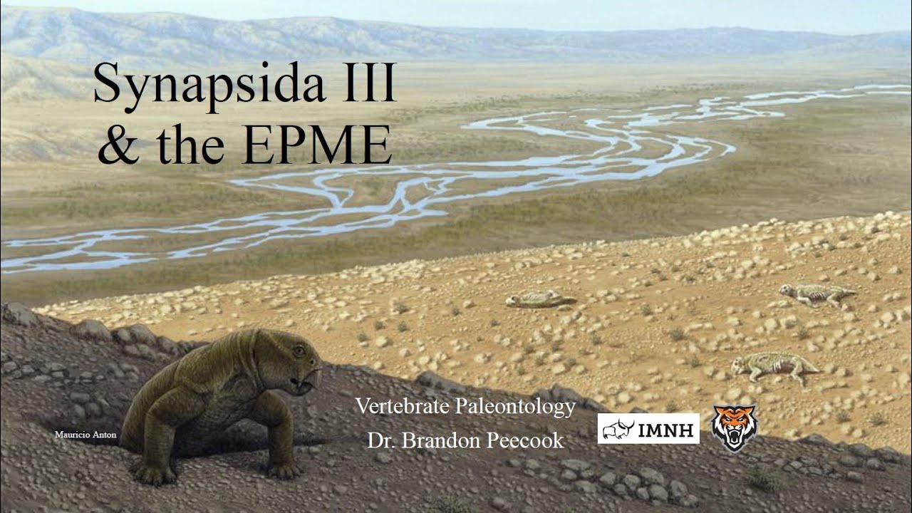 Lecture 14: Synapsida III & the End-Permian Mass Extinction (Feb 22 ...