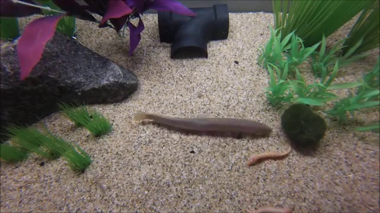 Feeding Weather Loaches and Cloud Fish - YouTube