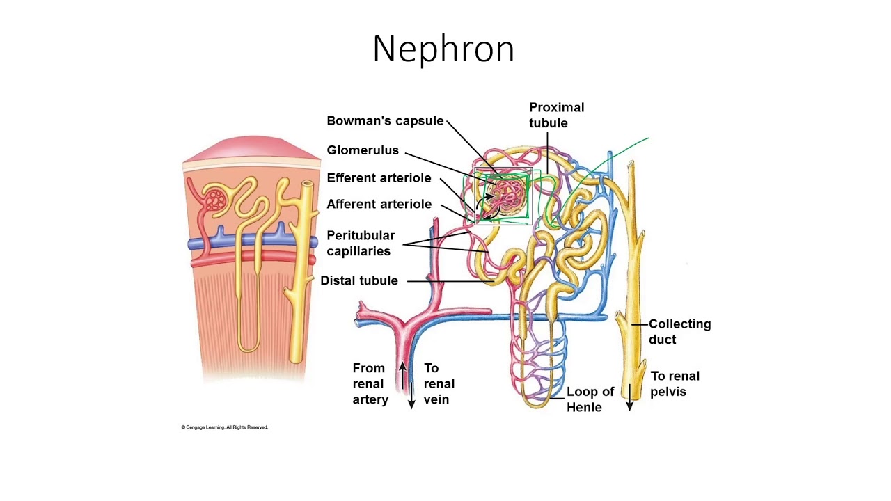 Homeostasis | Homeostatic Organ - Human Kidney - YouTube
