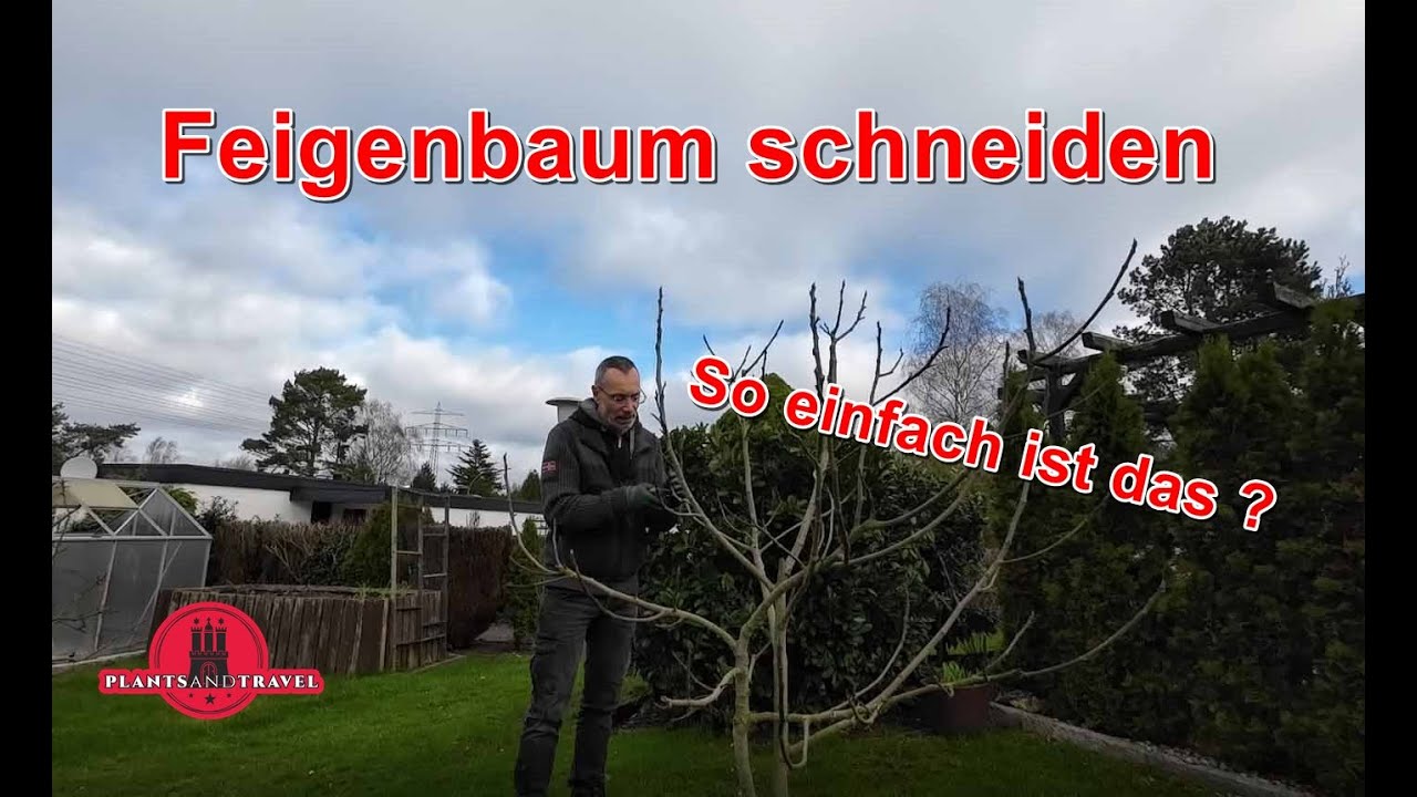 Feigenbaum schneiden, das ist gar nicht so schwer, Tipps wie man das richtig macht - YouTube