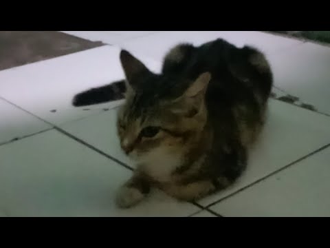 kucing malas - YouTube