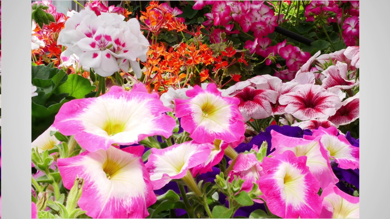 Focus Stacking, metti a fuoco la tua creatività - YouTube