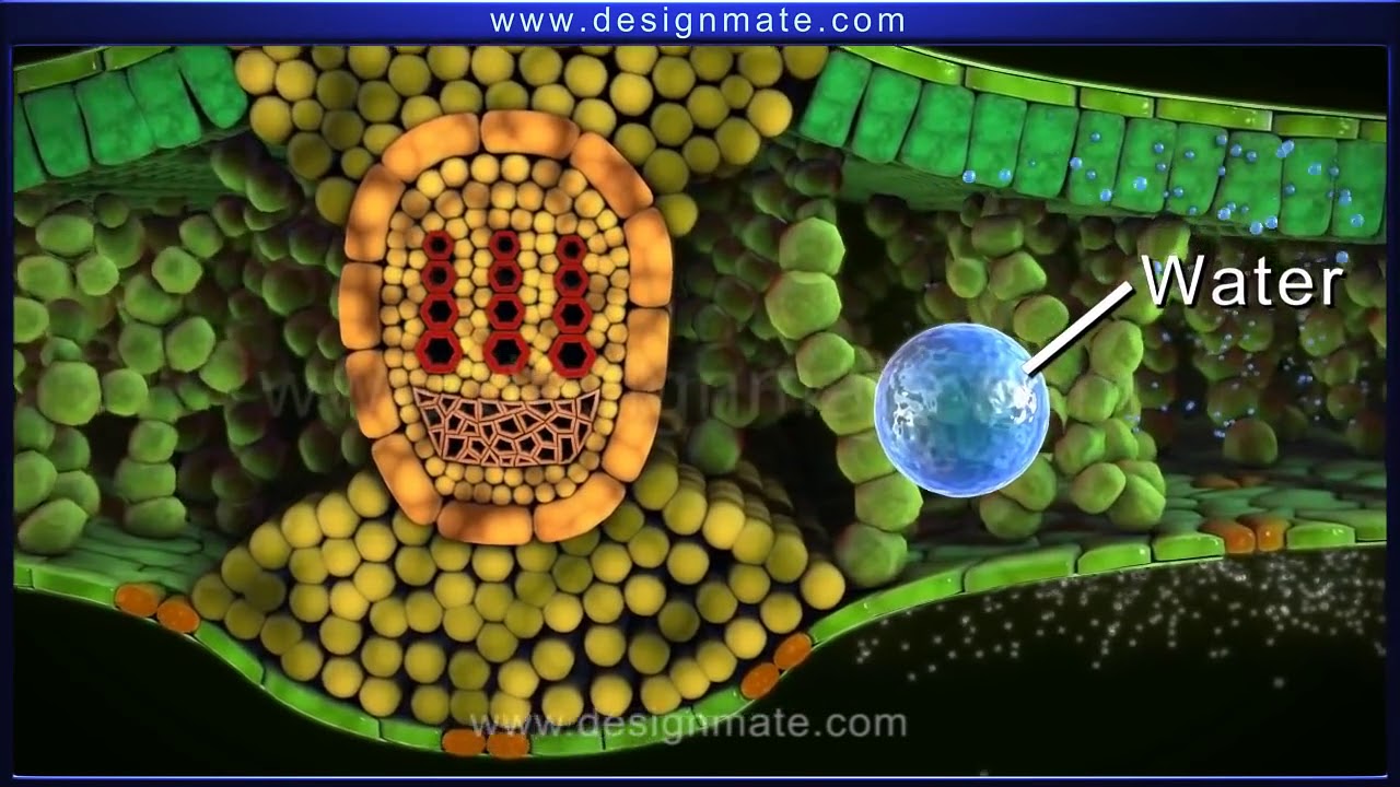 Science Amazing Process Of Photosynthesis - YouTube