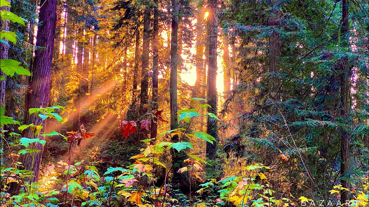 Redwood Park (Arcata CA) - YouTube