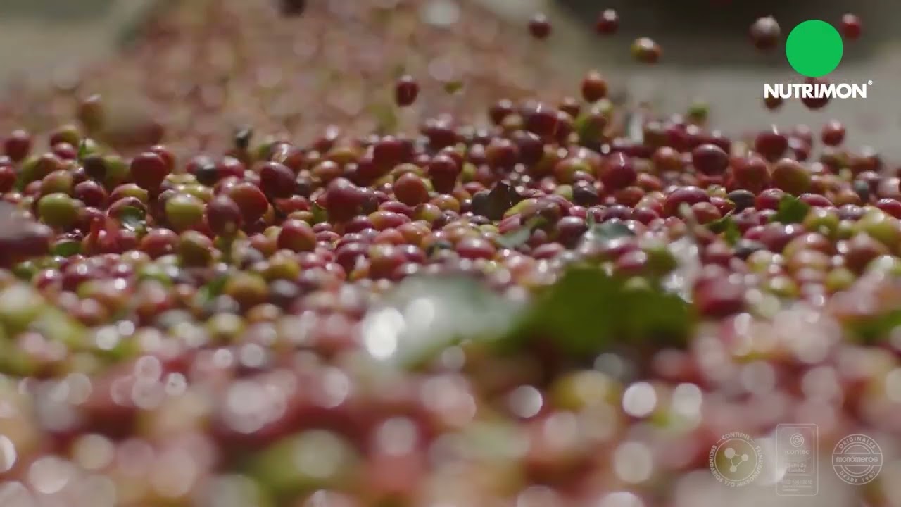 Fertilizantes para cultivo de café - Nutrimón Monómeros - YouTube