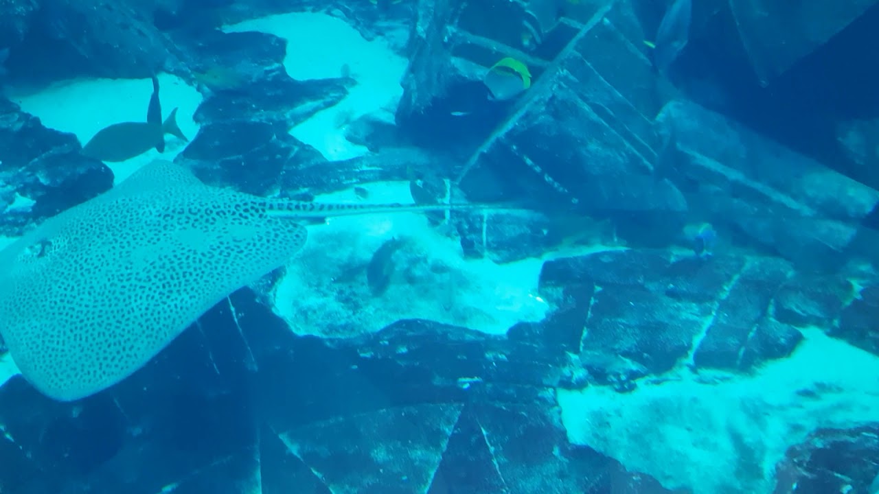 Atlantis fish-4 - YouTube