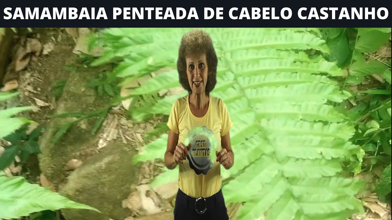 SAMAMBAIA PENTEADA DE CABELO CASTANHO # ...