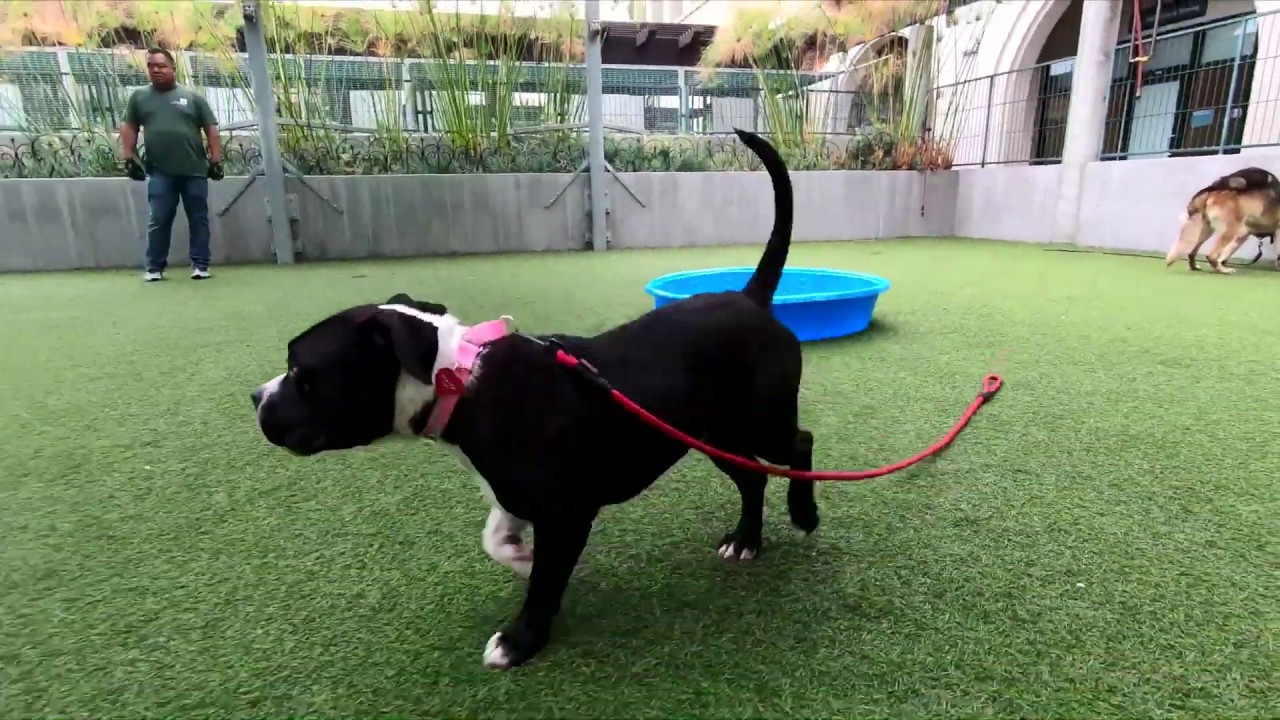 Behind the Scenes of Large Dog Play Group! - YouTube