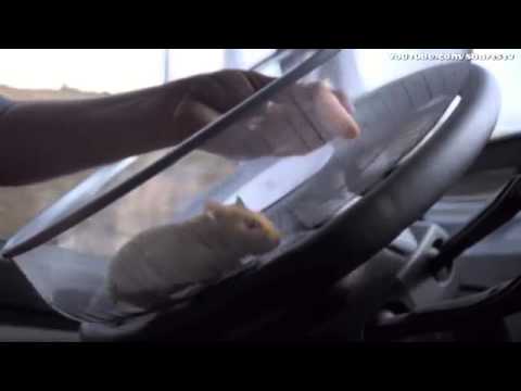 Volvo Hamster Stunt Hamster Driving Volvo Truck - YouTube