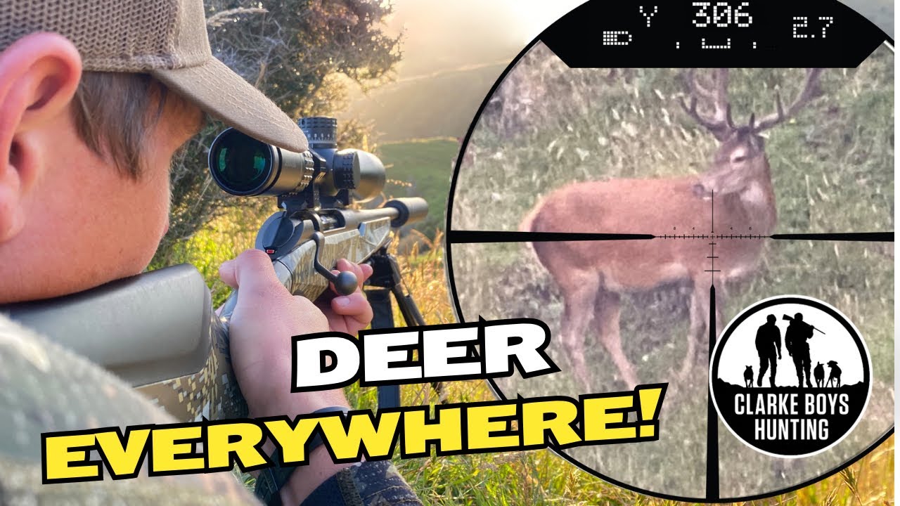 Most Stags we've ever seen! Bow and Rifle hunt for a big red stag ...
