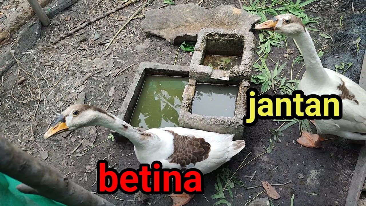 Cukup mudah membedakan angsa muda angsa tua - YouTube