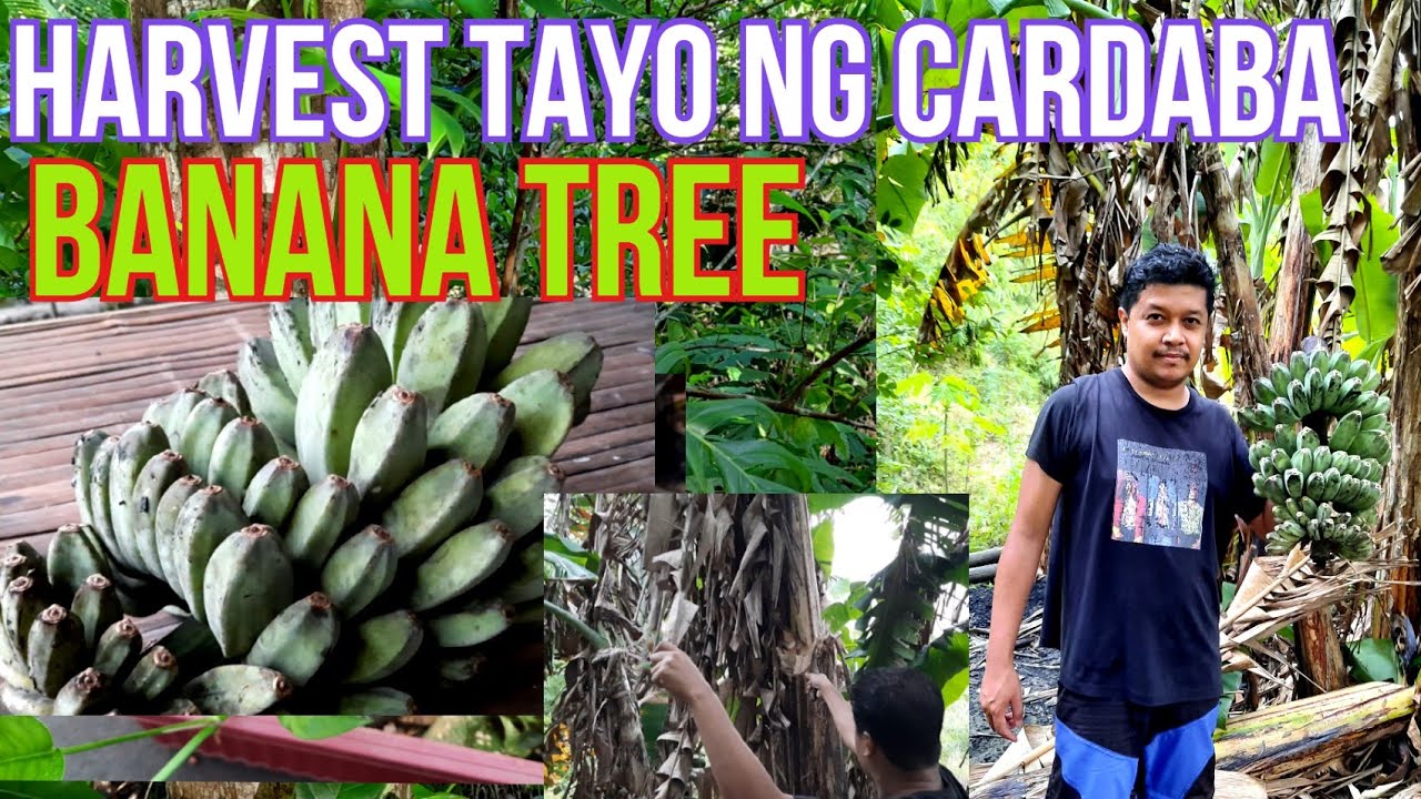 Harvest Tayo ng Saging na CARDABA or SABA - YouTube