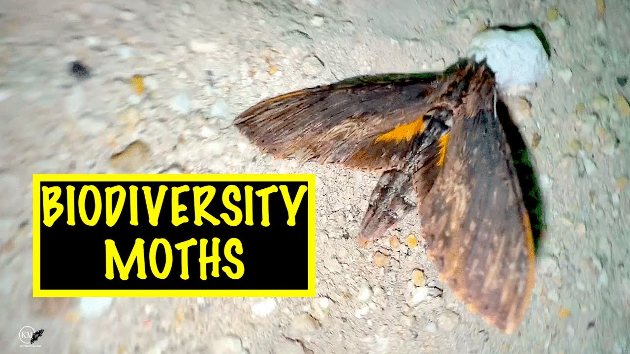 BIODIVERSITY FLORIDA KEYS MOTHS MOTHS MOTHS!!! - YouTube