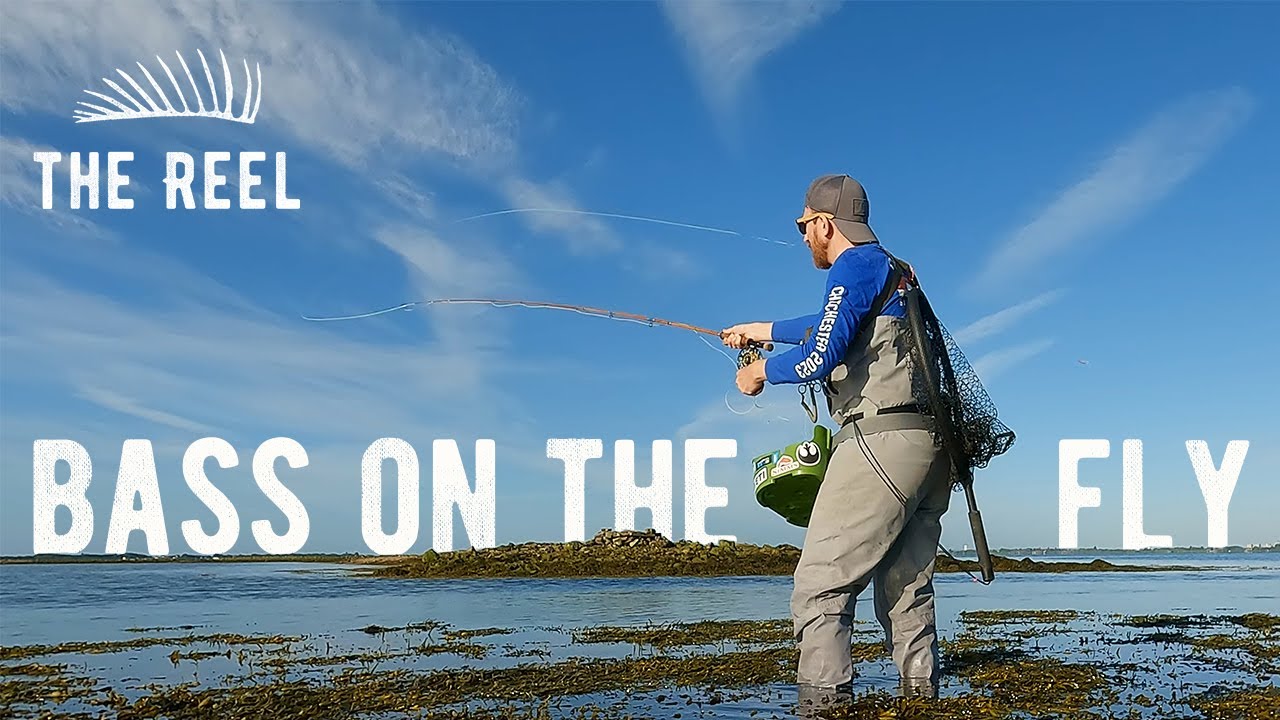 Bass On The Fly | Saltwater Fly Fishing UK | South Coast Bass Fishing ...
