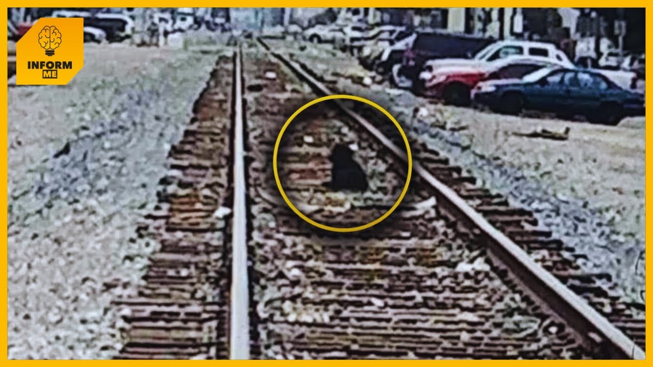 The dog sat on the railing and hoped that his owners would return to ...