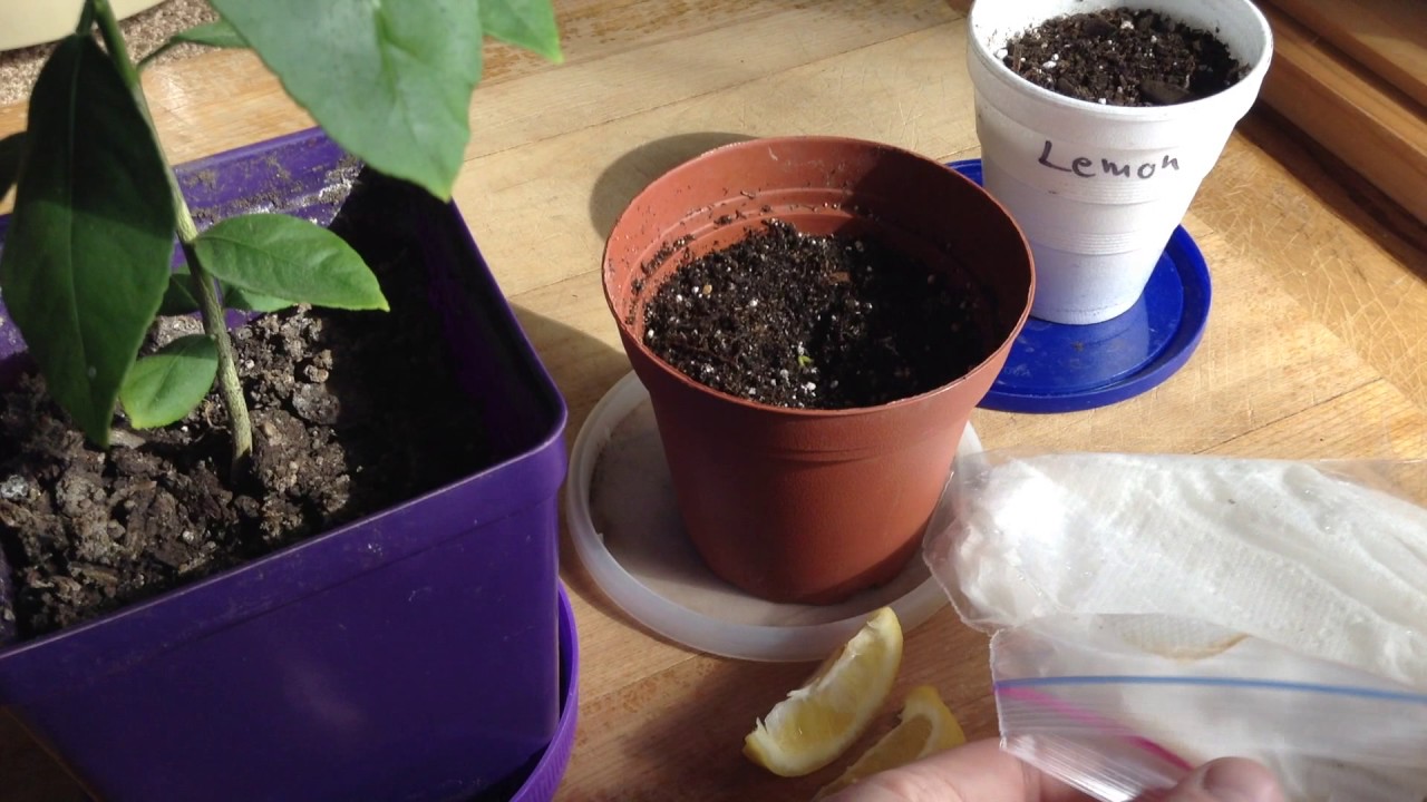 Lemon Seed Sprouting Success - YouTube