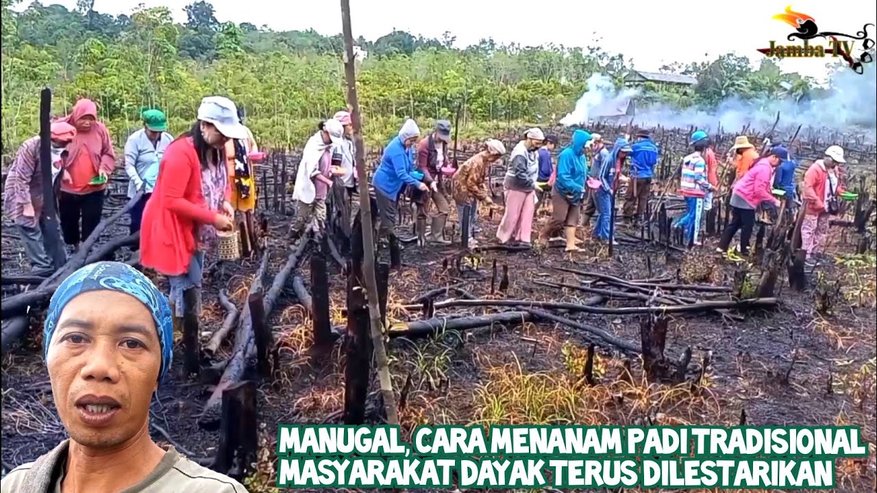 Tradisi Manugal Cara Menanam Padi Suku Dayak Di Kalimantan - YouTube