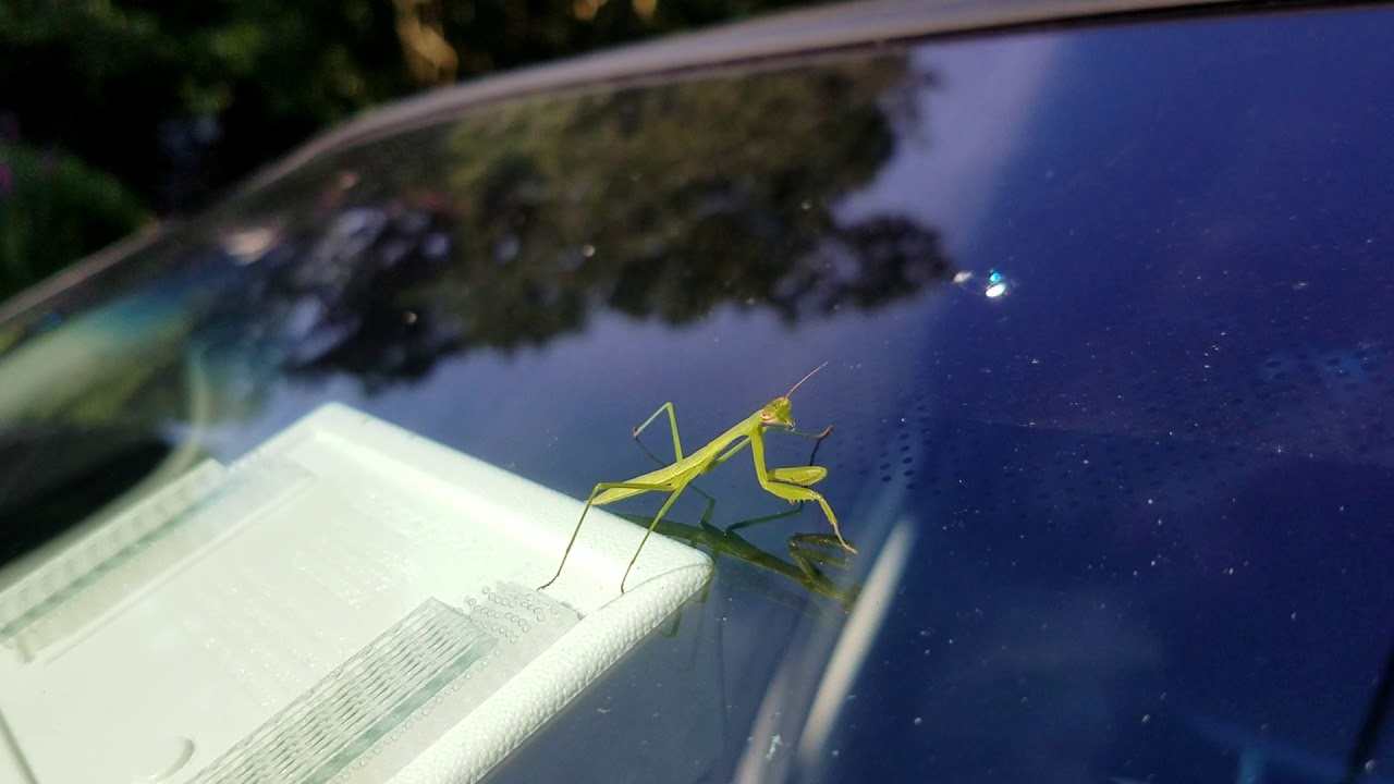 2017-06 Praying Mantis on Daddy's Car - YouTube