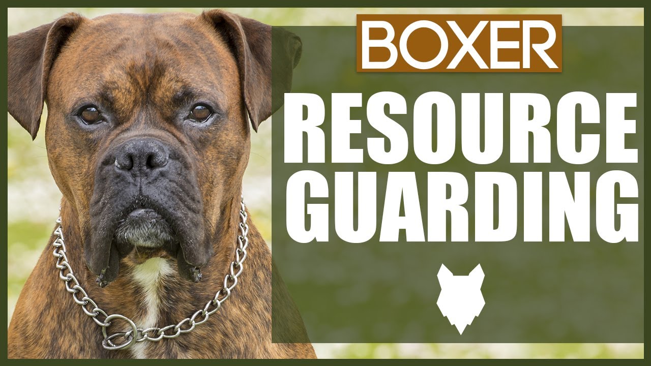 How To Stop Your BOXER RESOURCE GUARDING - YouTube