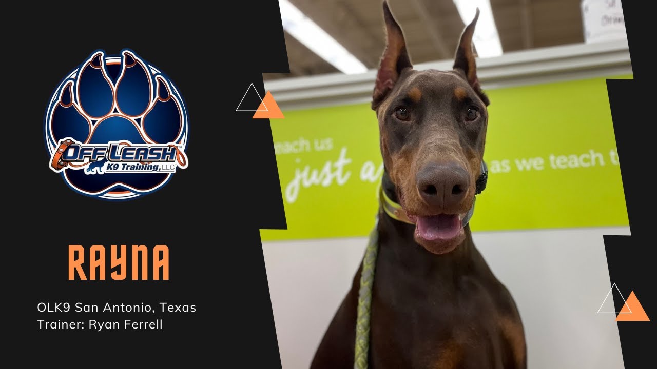 1yo 8mo Doberman Pinscher “Rayna” | Human & Dog Reactive | Trainer Ryan ...