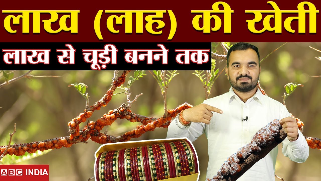 लाख की खेती | Lakh ki kheti | Lah Farming | Lac Cultivation | lakh ki ...