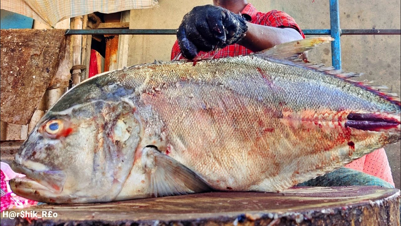9KG BIG TREVALLY FISH CUTTING💥| KASIMEDU SELVAM FISH CUTTING | FULL HD ...