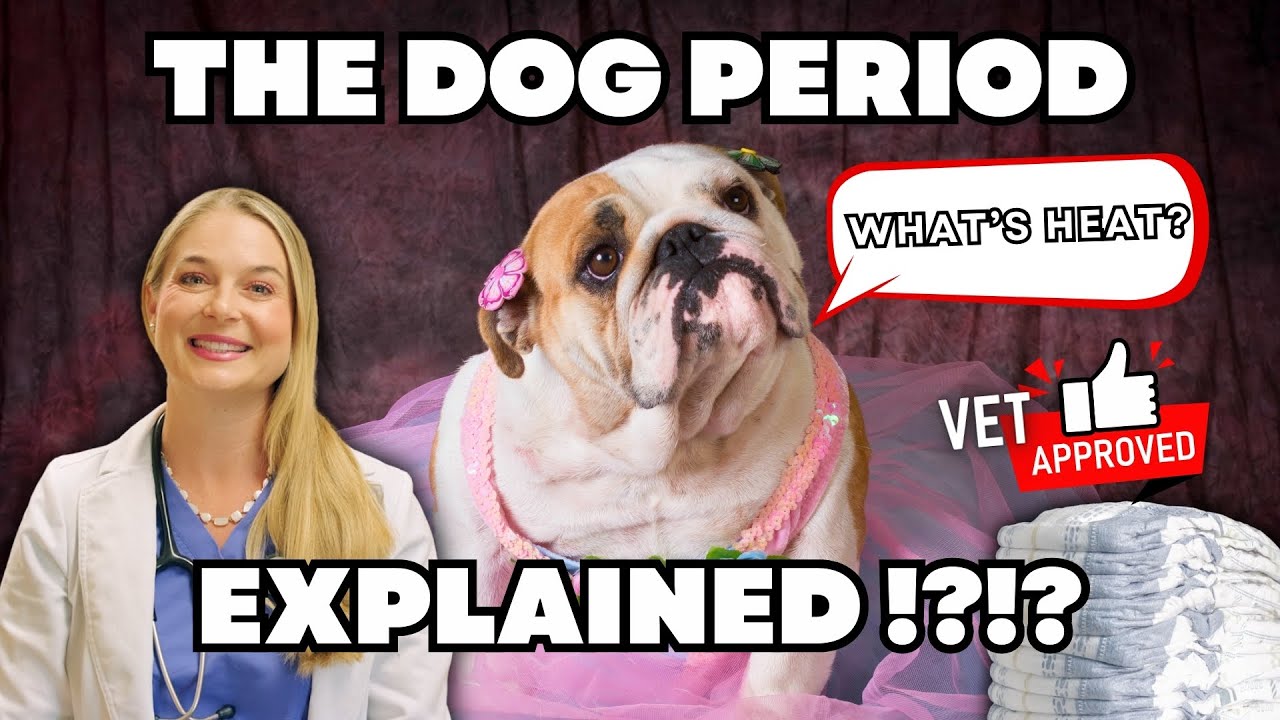 Dog Period Easily Explained + When do they get it??? | Dr. Lindsay ...