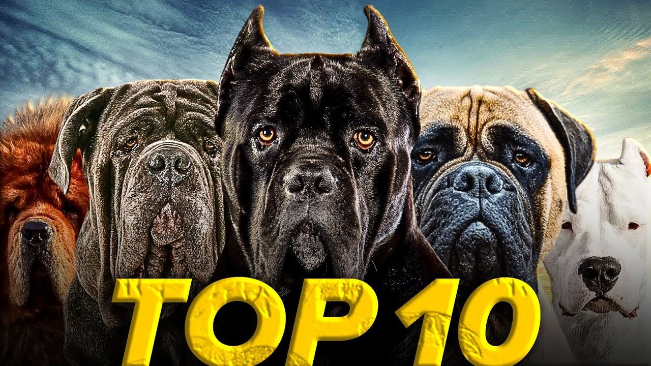 Top 10 Best Mastiff Dog Breeds | Fully Explained - YouTube
